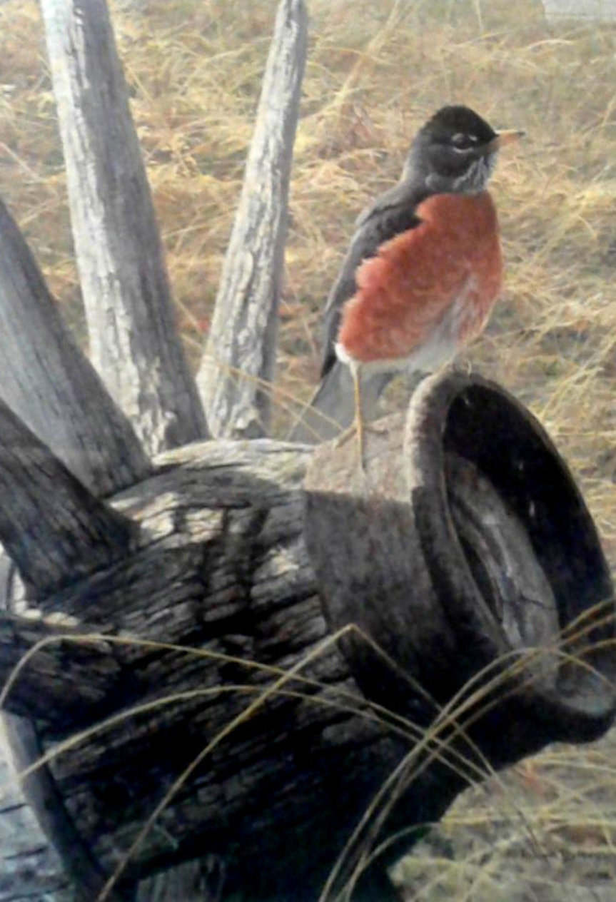 American Robin 1983 Limited Edition Print 24x19 by Robert Bateman - For ...