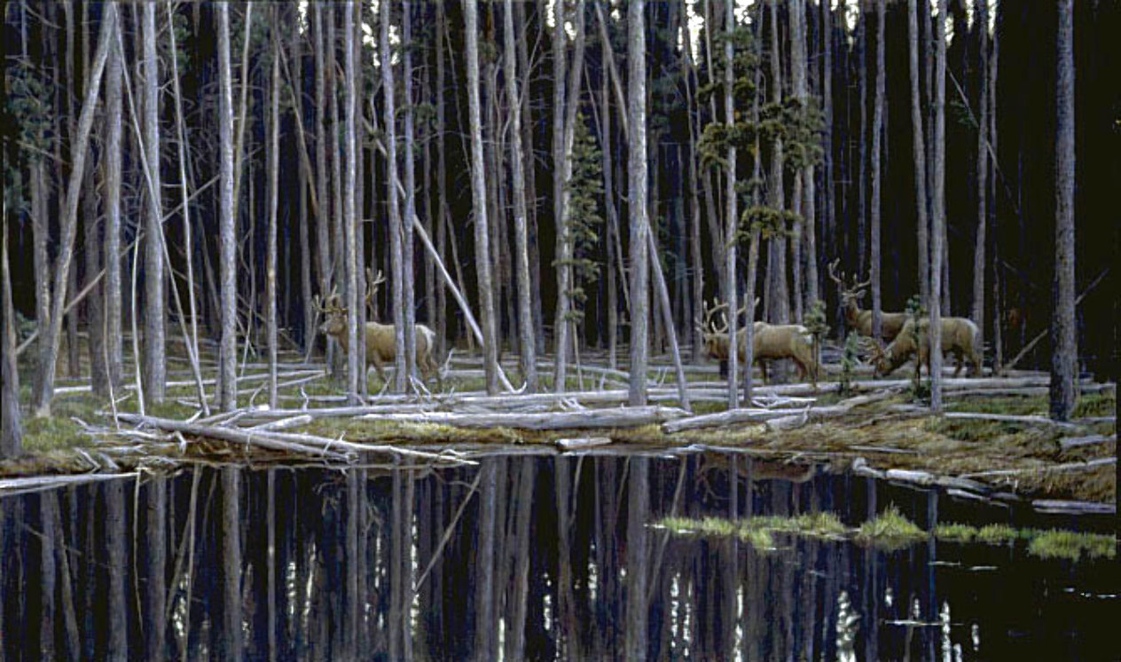 Elk at Yellowstone 1990 Serigraph 19x33 by Robert Bateman - For Sale on ...