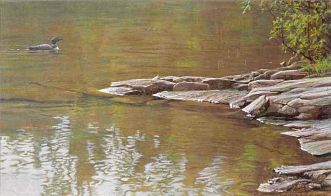 Morning Cove - Common Loon 1988 Lithograph 9x16 by Robert Bateman - For ...