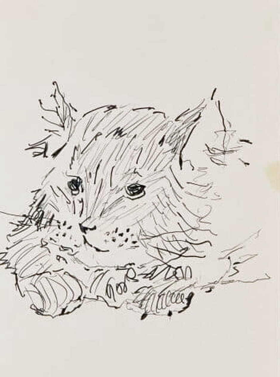 Untitled Cat Sketch Drawing by Tony Bennett - For Sale on Art Brokerage