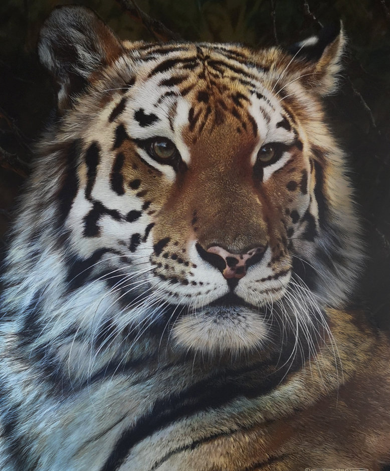 Carl Brenders Belgian Contemporary Naturalist - Wildlife Artist ...
