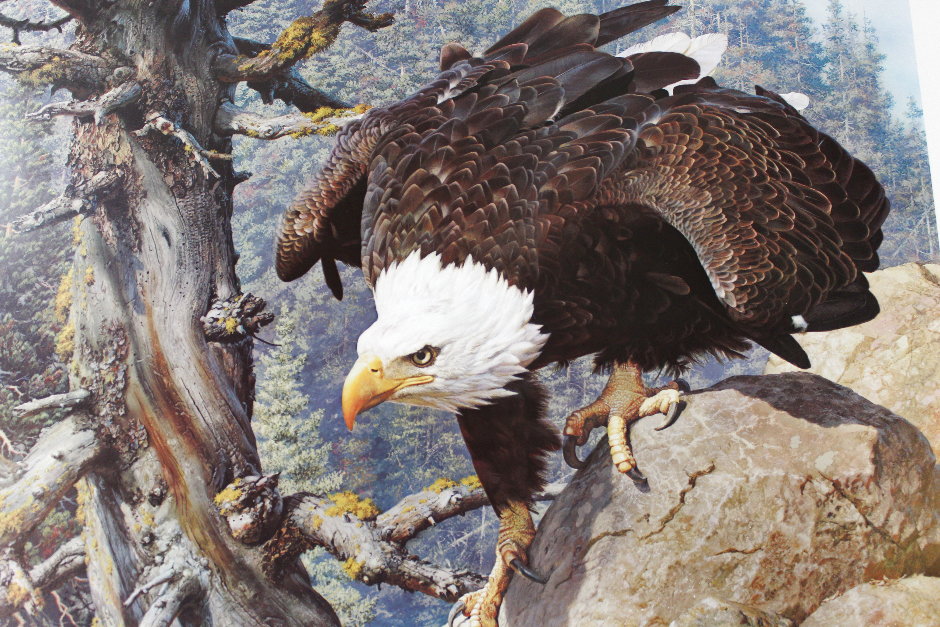 Carl Brenders Belgian Contemporary Naturalist - Wildlife Artist ...