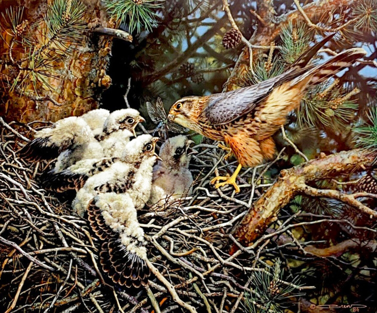 Merlins at the Nest 1989 Limited Edition Lithograph by Carl Brenders ...