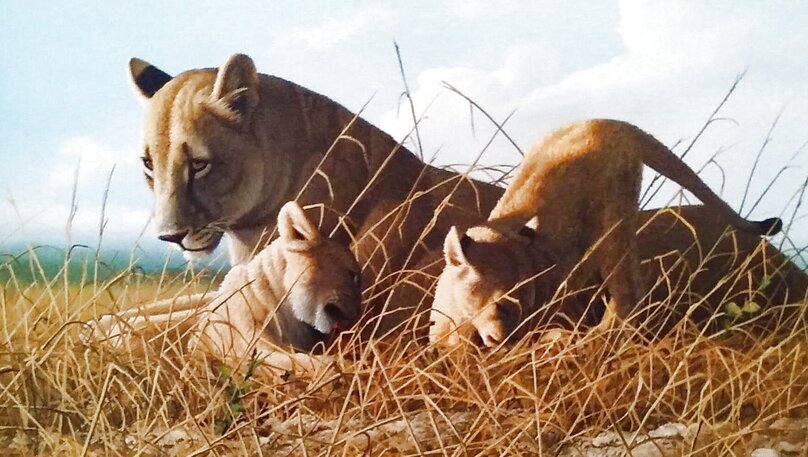 Craig Bone South African Wildlife Artist Art For Sale/wanted