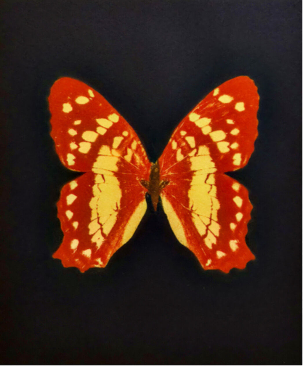 Butterflies Portfolio: Regeneration 2009 Framed Limited Edition ...