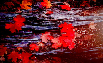 Michael Fatali Photographer Art For Sale, Wanted
