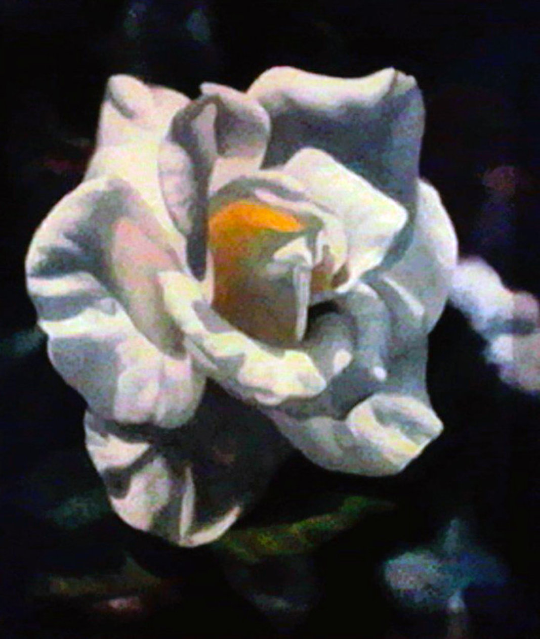 Michael Gerry print of a white rose by Michael Gerry - For Sale on Art ...