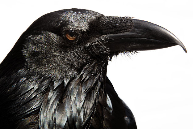 Crow LA 2012 Huge by James Houston - For Sale on Art Brokerage