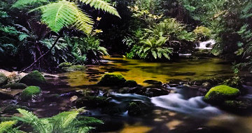 Peter Lik Australian Photographer Panorama Artist For Sale - 1267 Listings