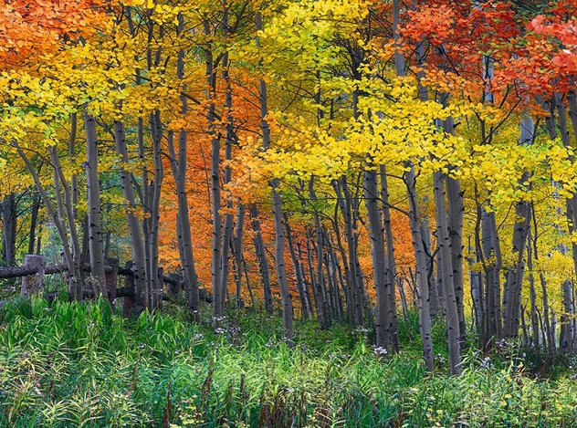 Bamboo Photograph 27x79 by Peter Lik