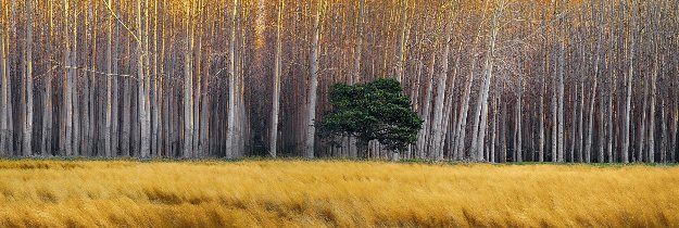 Peter Lik Birch Trees Panorama print for sale by Peter Lik - For Sale ...