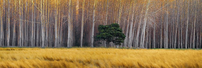 Peter Lik Art For Sale, Wanted