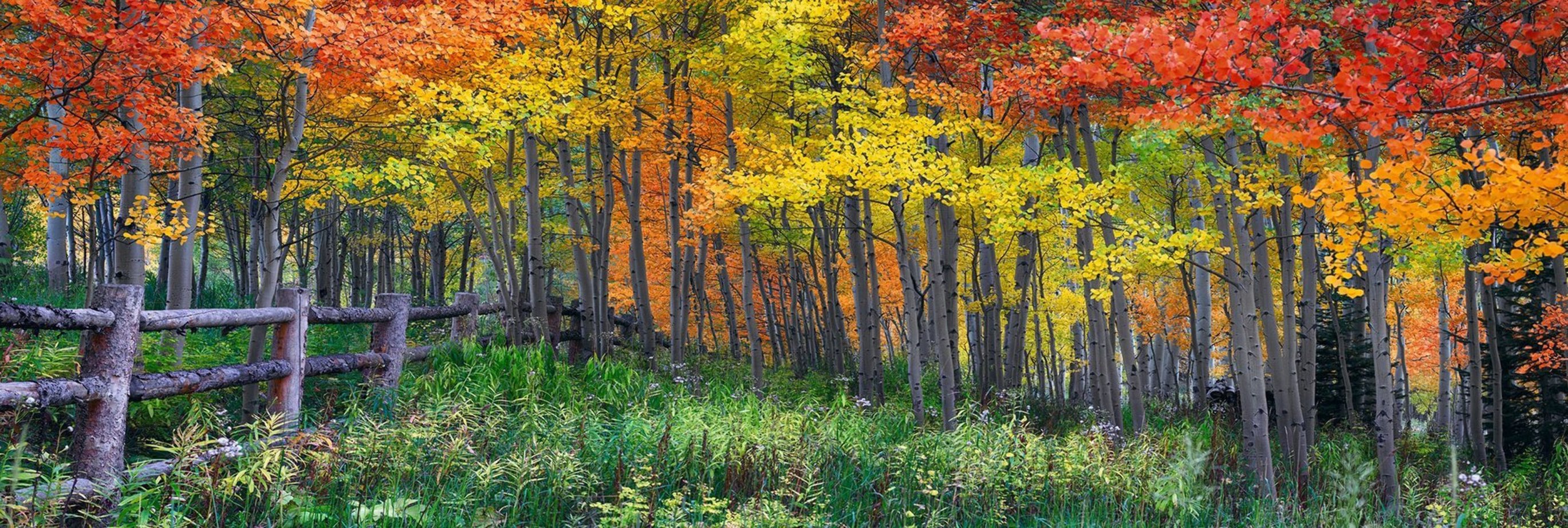 Peter Lik photography , landscapes, woods, forest, trees by Peter Lik