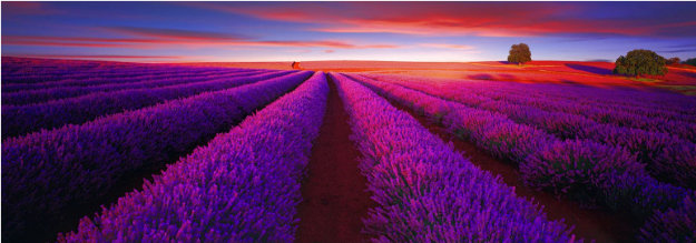 Splendour Photograph 26x79 by Peter Lik - For Sale on Art Brokerage