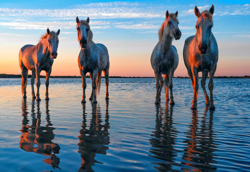 Peter Lik Art For Sale, Wanted