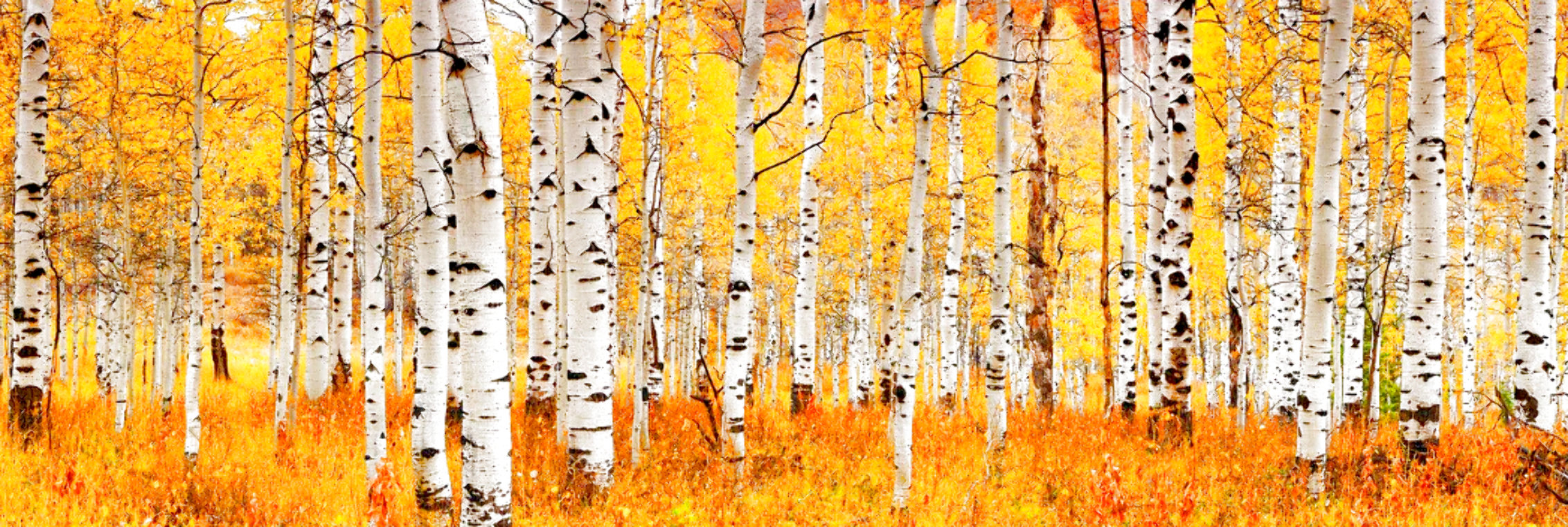Aspen Glow Limited Edition Photograph by Peter Lik - For Sale on Art ...