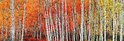 Peter Lik Art For Sale, Wanted