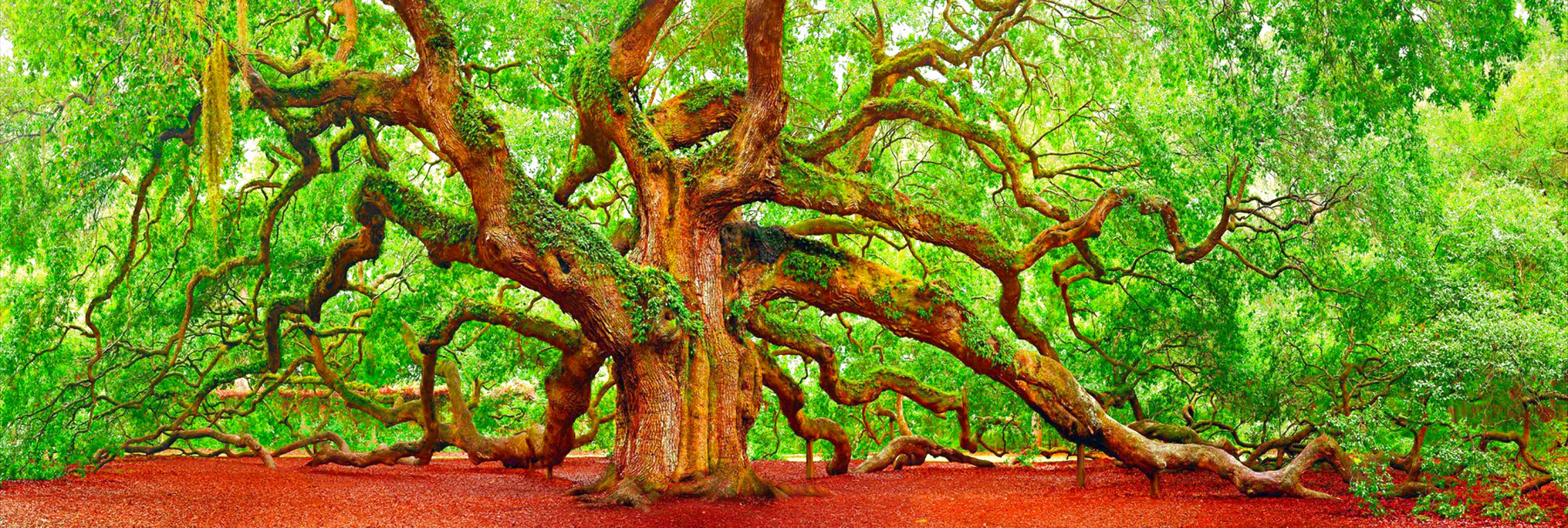 Tree of Hope Limited Edition Photograph by Peter Lik - For Sale on Art ...