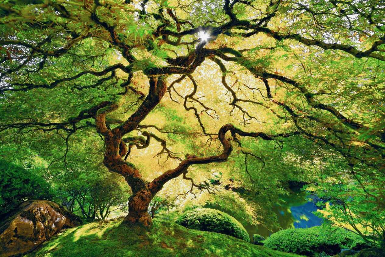 Inner Peace Limited Edition Photograph by Peter Lik - For Sale on Art ...