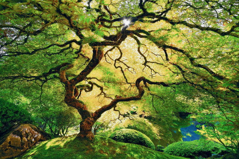 Peter Lik Art For Sale, Wanted