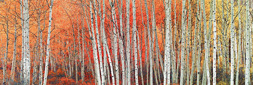 Peter Lik Art For Sale, Wanted