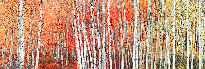 Peter Lik Art For Sale, Wanted