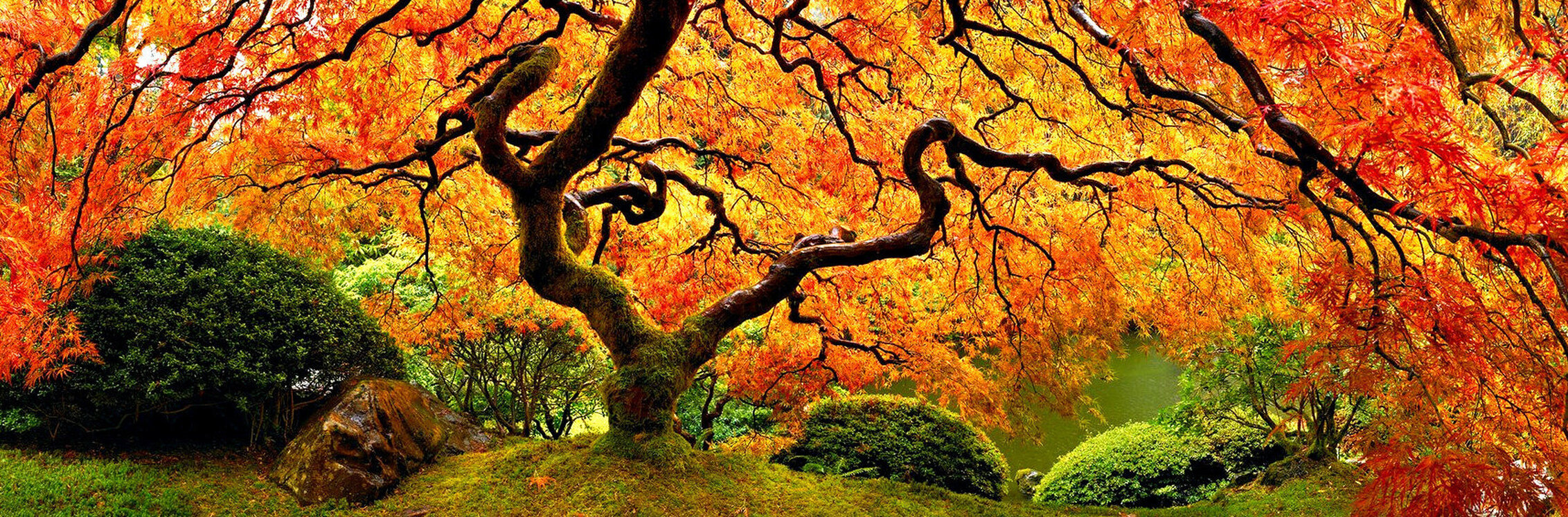 Tree of Zen Limited Edition Photograph by Peter Lik - For Sale on Art ...