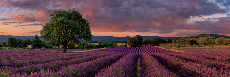 Peter Lik Art For Sale, Wanted