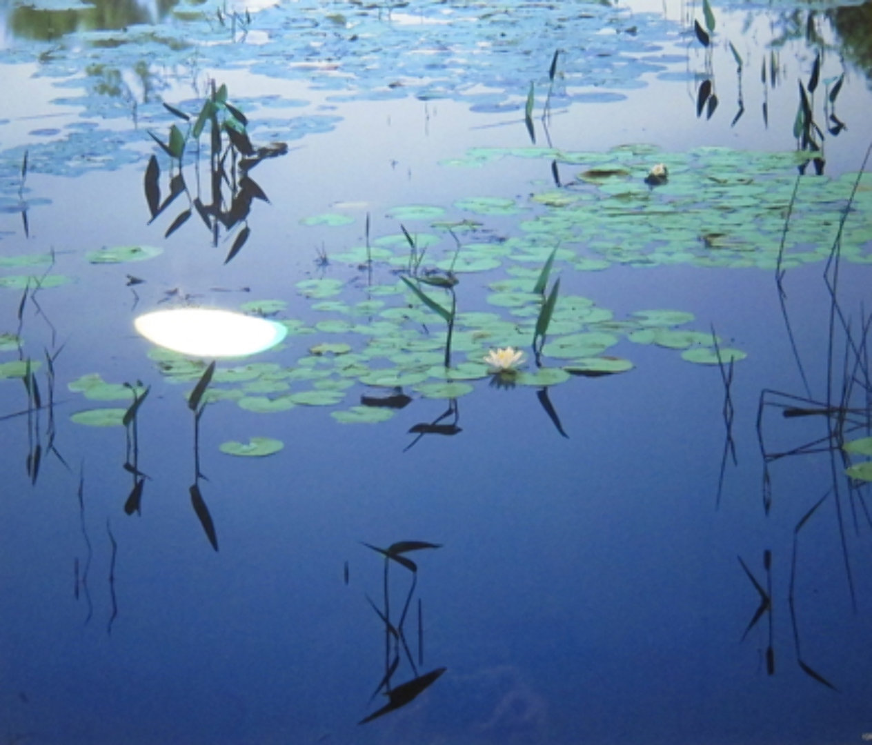 Pickle Weed and Lilly 2009 by Rodney Lough, Jr. - For Sale on Art Brokerage