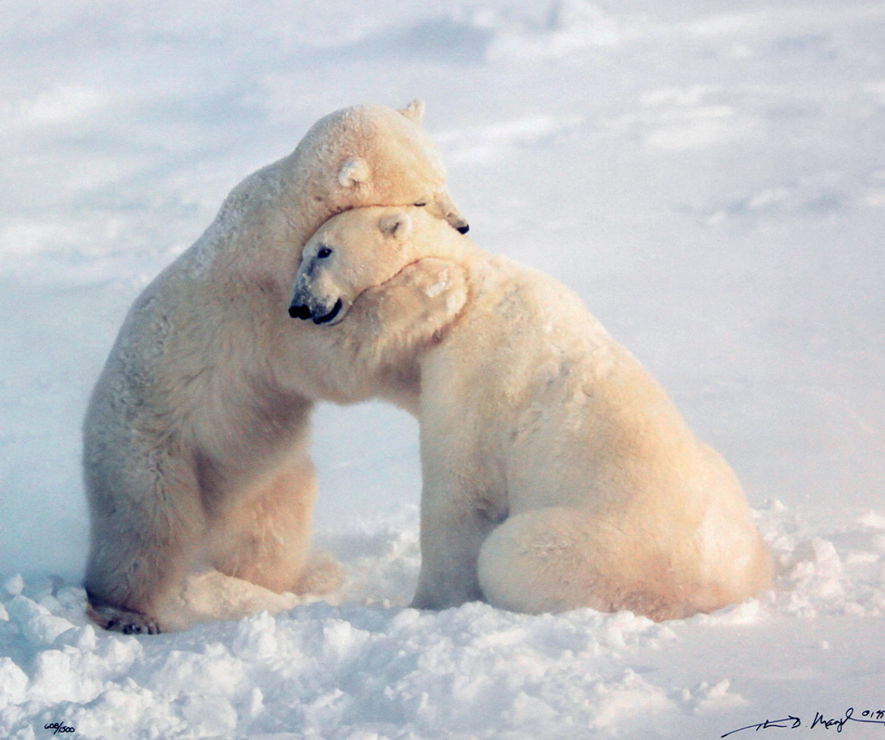 Bear Hug, 1994, 16x20, Photographic Print, by Thomas Mangelsen - For ...
