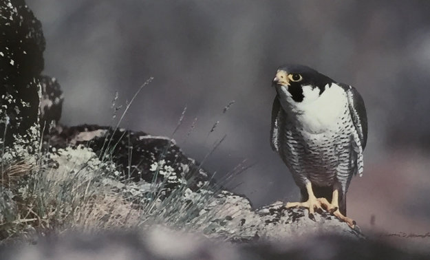 Eye Of The Falcon - Peregrine, Panoramic Fuji Crystal Archive Print ...