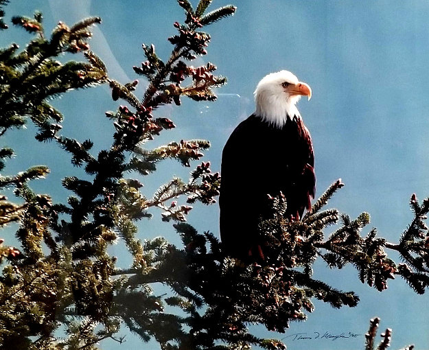 Eagle's Watch, 1985, 16x20, AP Color Photograph, by Thomas Mangelsen