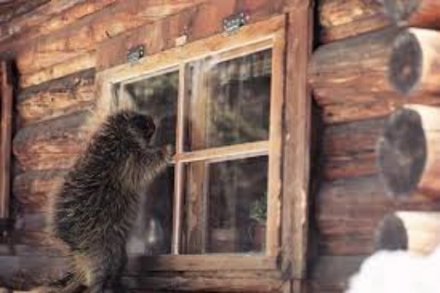 Inger's Window by Thomas Mangelsen - For Sale on Art Brokerage