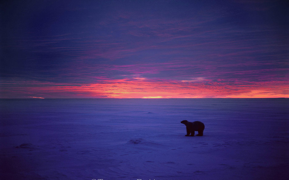 Thomas D. Mangelsen American Nature Photographer Panorama Prints For ...