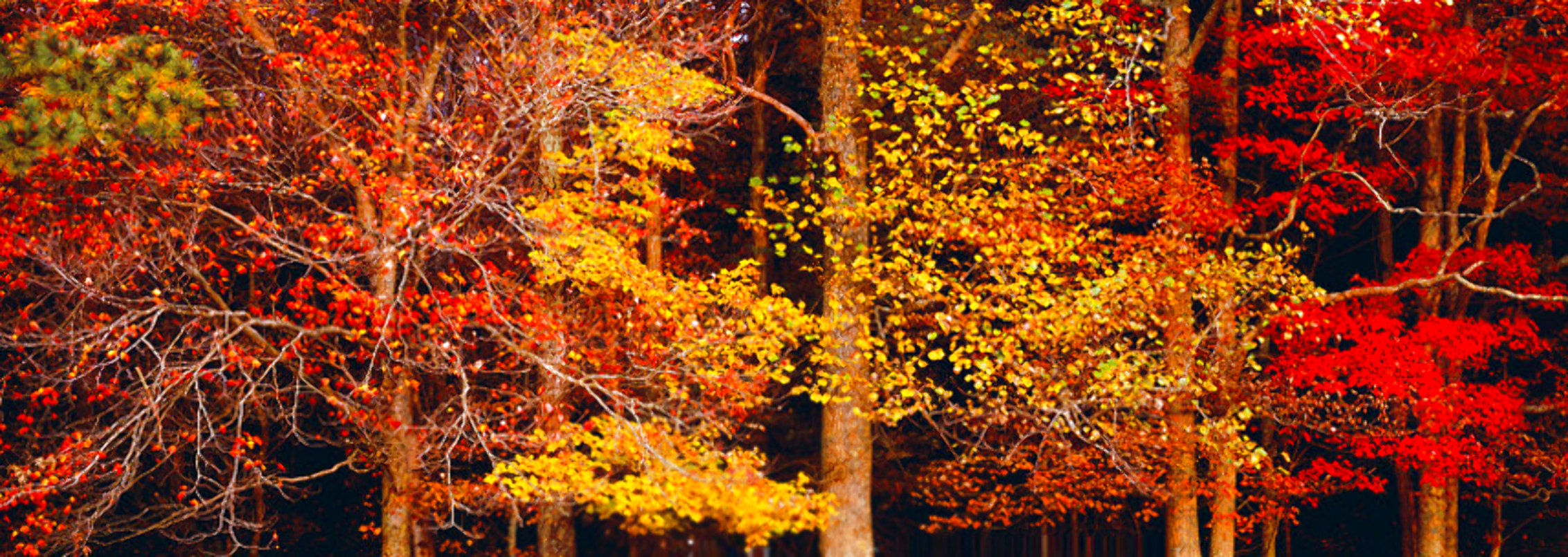 Color of the Smokies 2006 Photograph 29x90 by Thomas Mangelsen