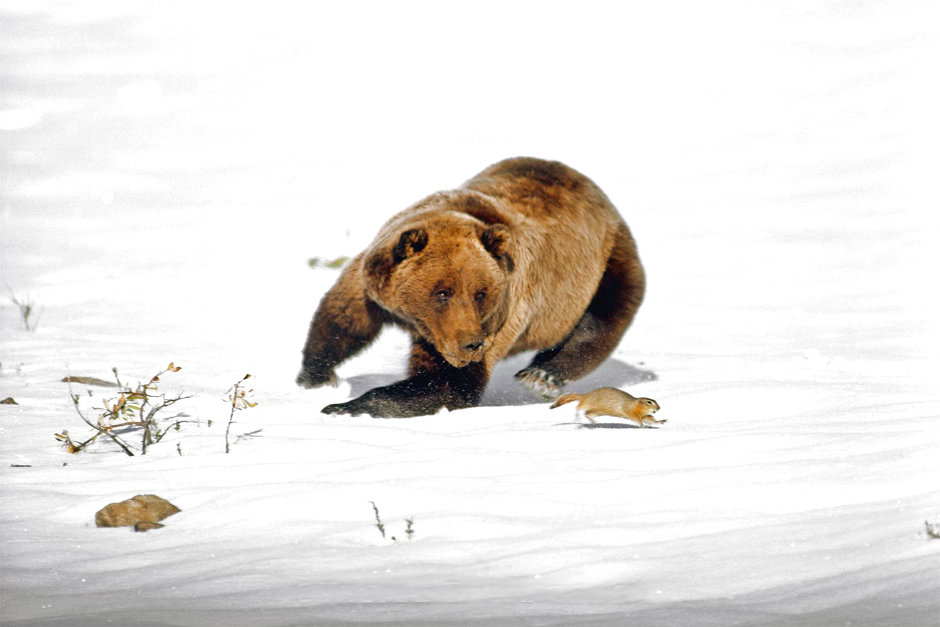 Thomas D. Mangelsen American Nature Photographer Panorama Prints For ...