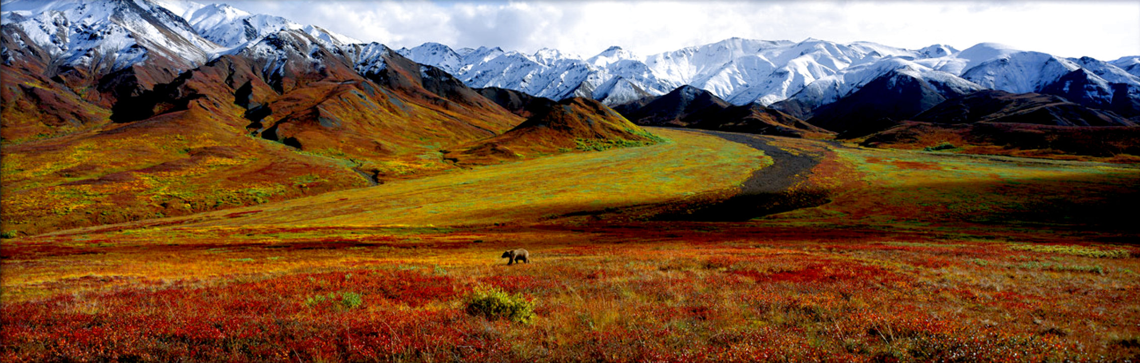 After the Ice Age 2004 Photograph 22x68 by Thomas Mangelsen - For Sale ...