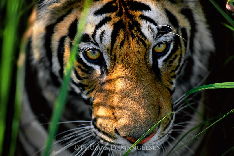 Thomas Mangleson Art For Sale, Wanted