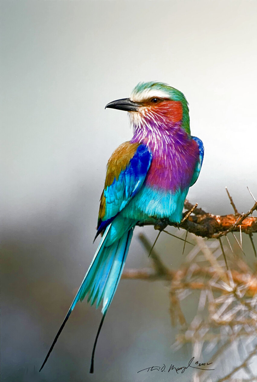 Jewel of the Serengeti 2002 Limited Edition Photograph by Thomas ...