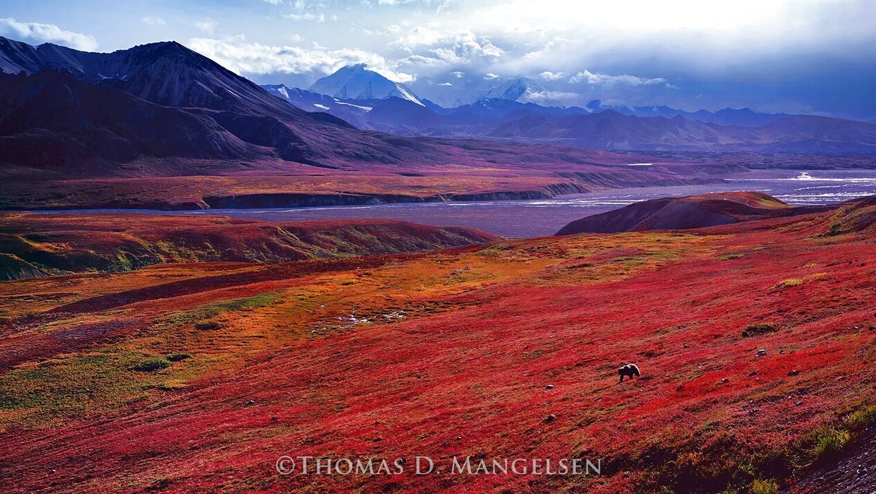 Indian Summer on Thorofare Pass: Grizzly Limited Edition Cibachrome ...