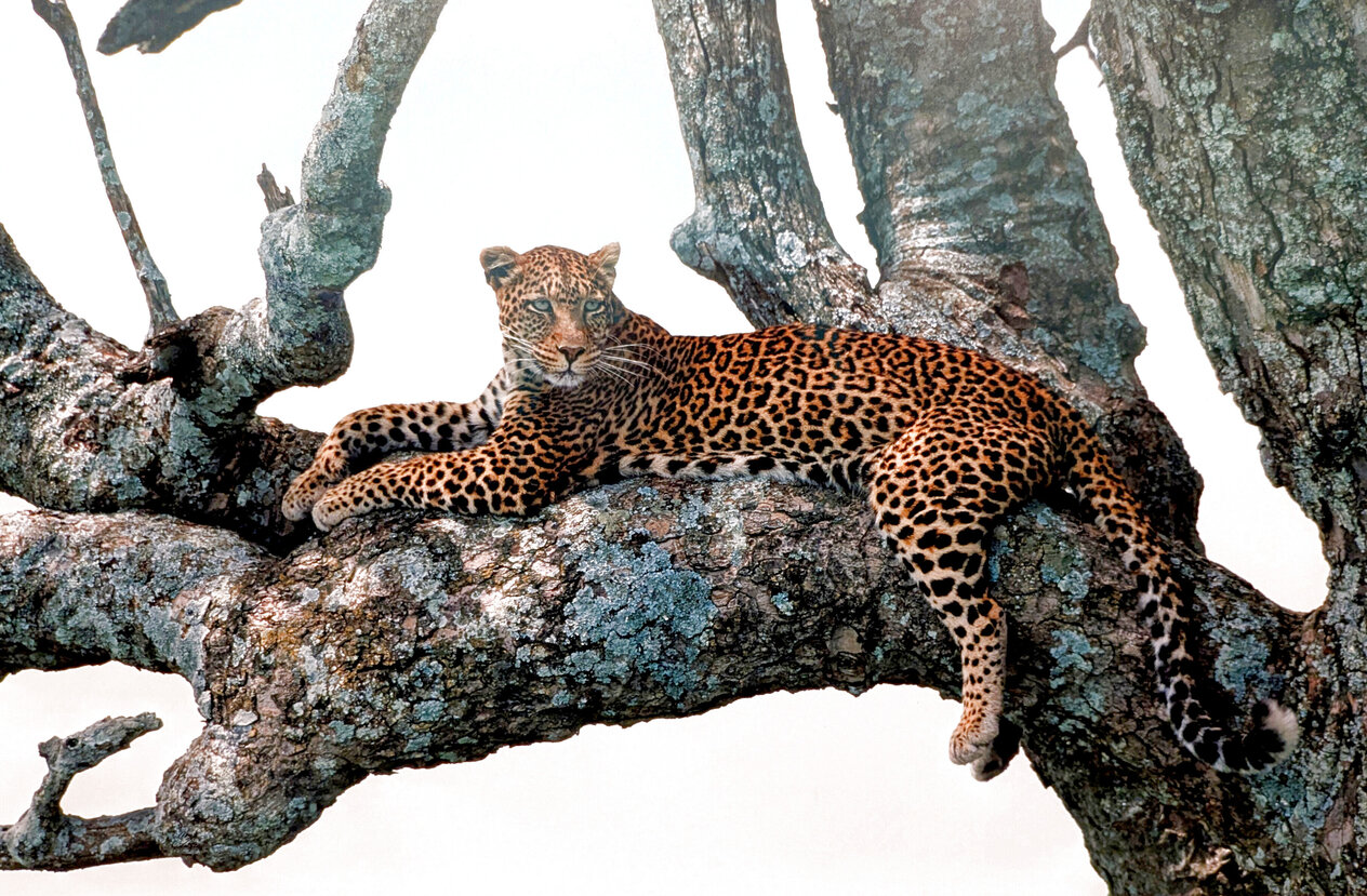 Shades of Sapphire: Leopard 2009 Framed Limited Edition Photograph ...
