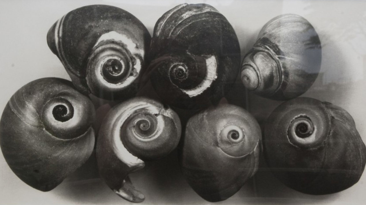 Seven Shells, New York, May 2002 Unique by Irving Penn - For Sale on ...