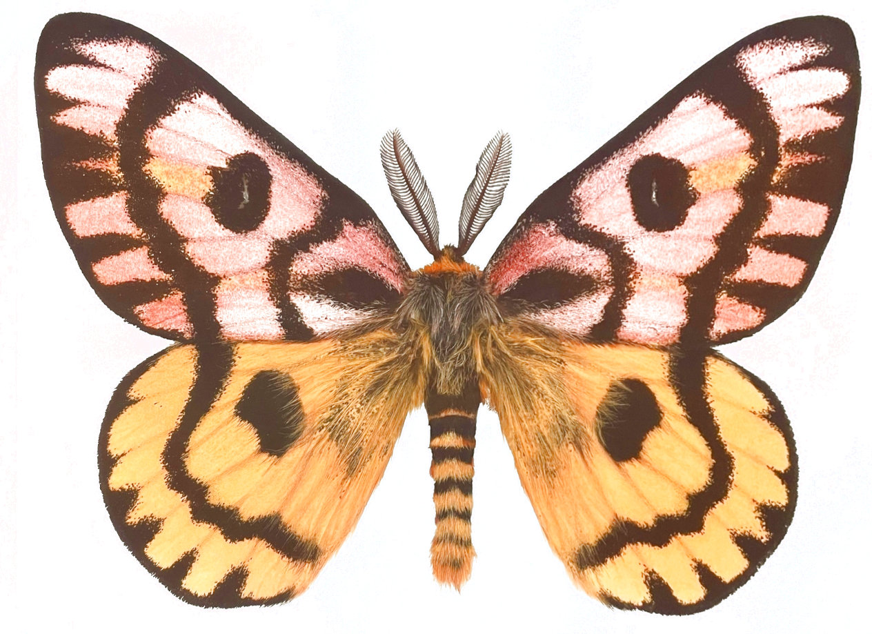 Hemileuca Eglanterina 2005 Lithograph 32x44 by Joseph Scheer - For Sale ...