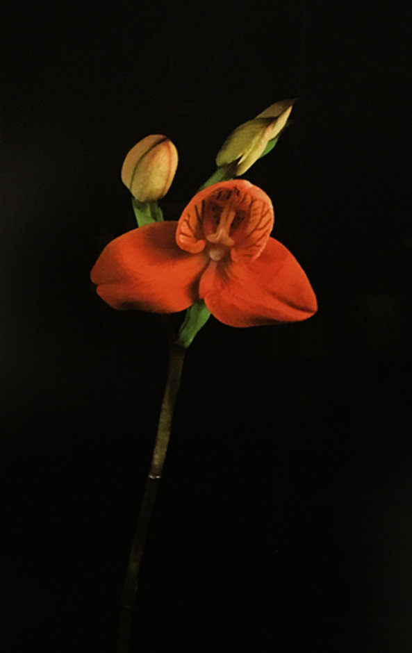 Jonathan Singer Art For Sale - 1 Listings