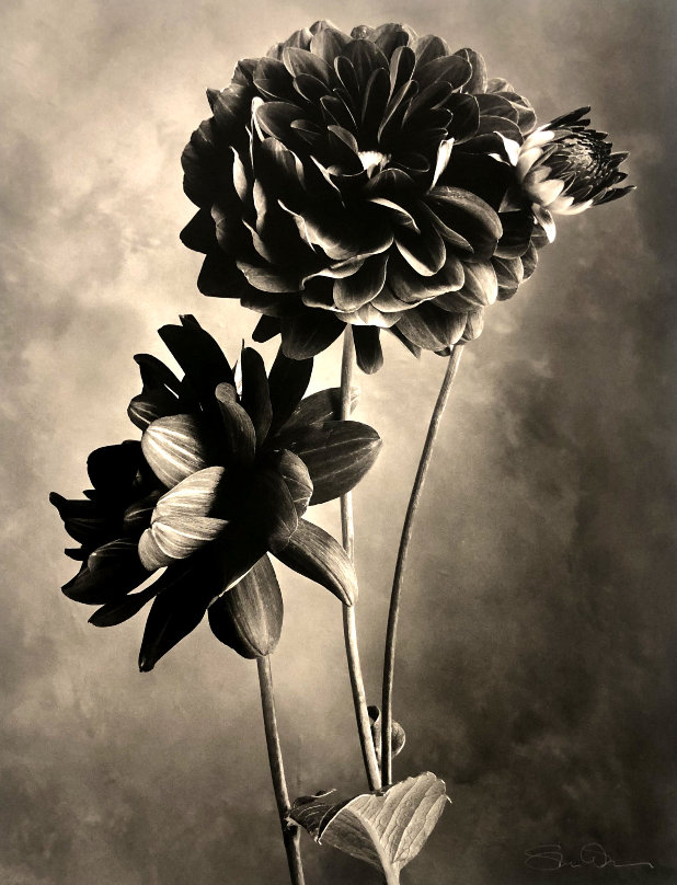 Sondra Wampler Artwork For Sale, Wanted