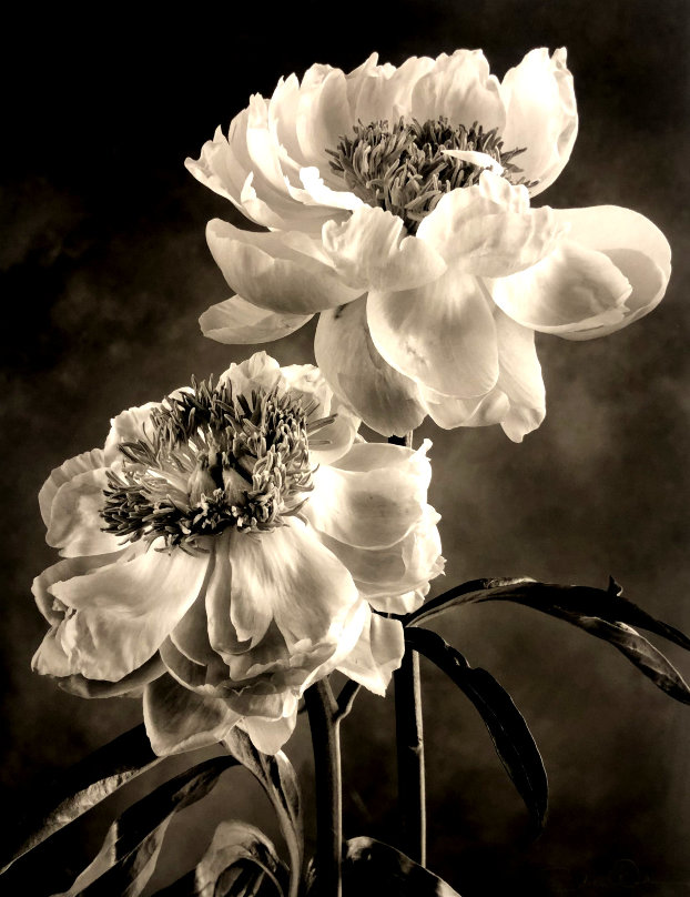 Sondra Wampler Artwork For Sale, Wanted