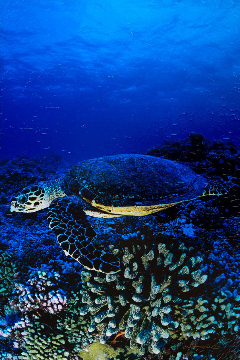 Sea Turtle Reef 2002 Limited Edition Giclee on Canvas by Robert Wyland ...
