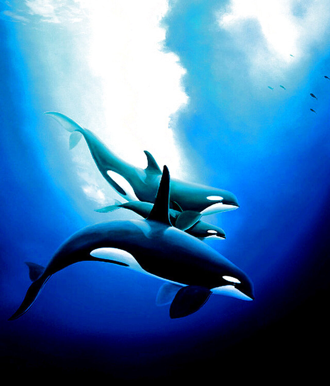 Orca Trio 1984- Huge by Robert Wyland - For Sale on Art Brokerage